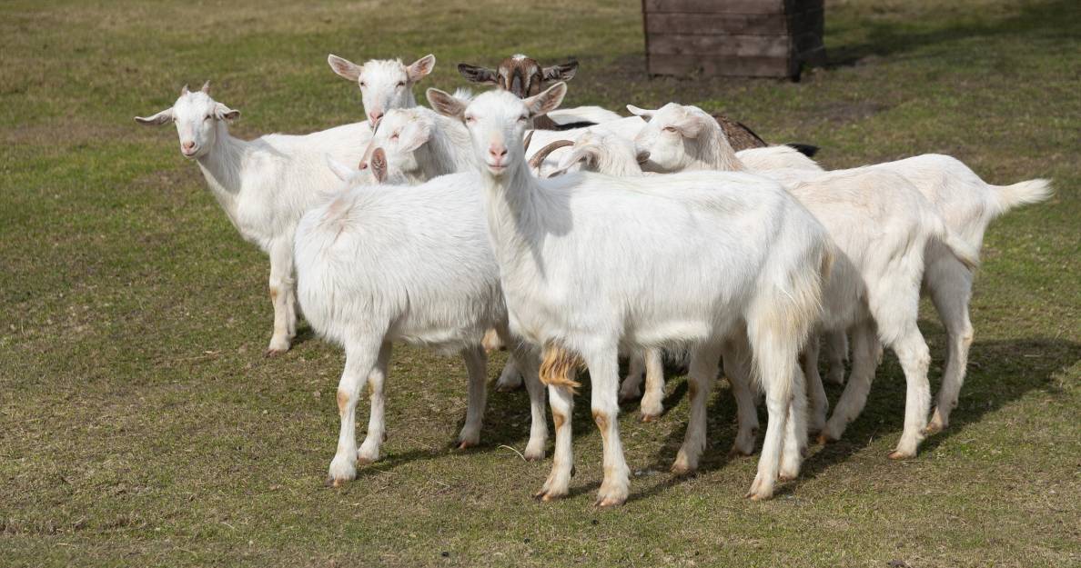 Cabra invade stand no Caminho do Pilar e provoca danos em viaturas
