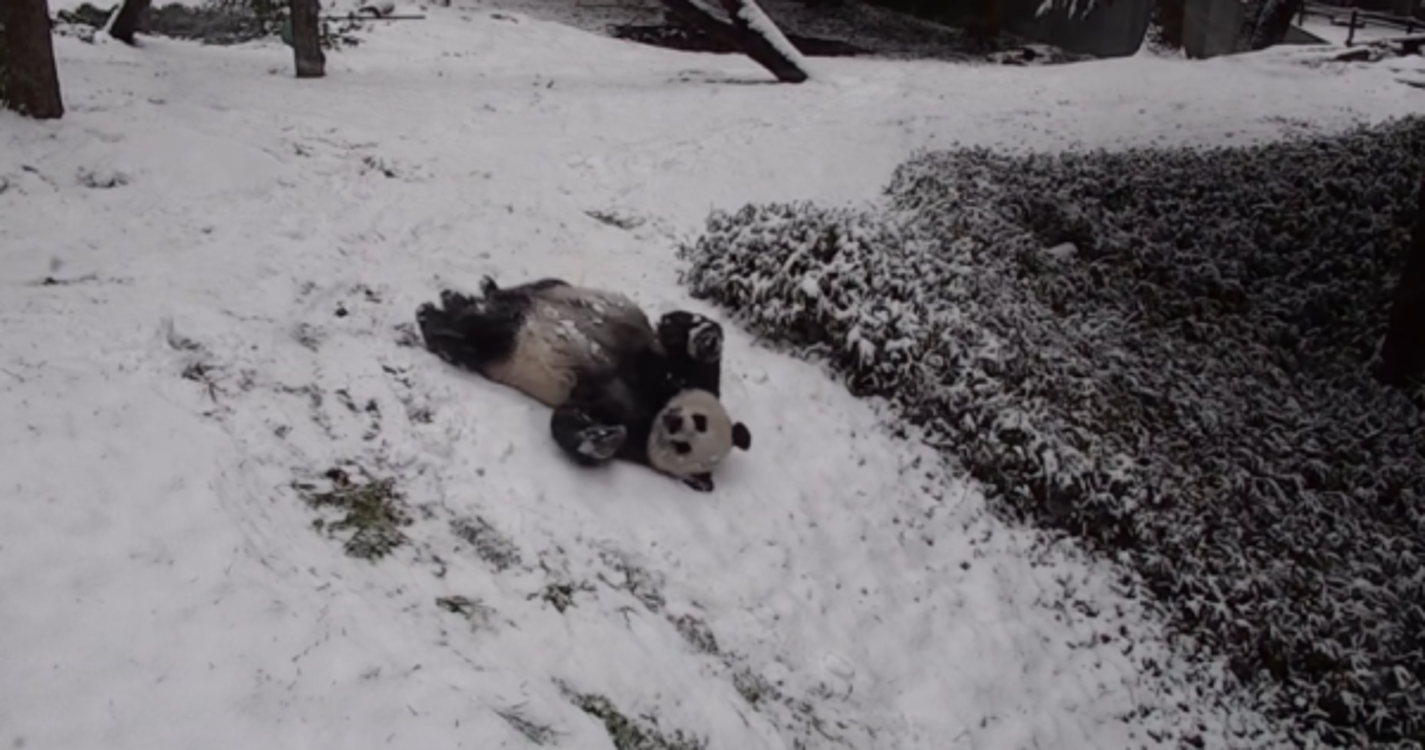 Vídeo de panda gigante a brincar na neve torna-se viral