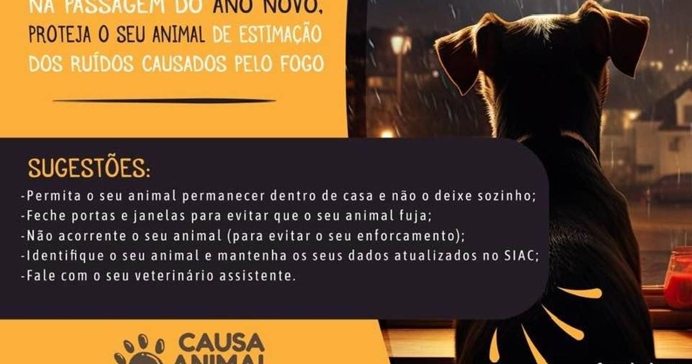 Câmara do Funchal alerta para os cuidados a ter com os animais no Fim ...