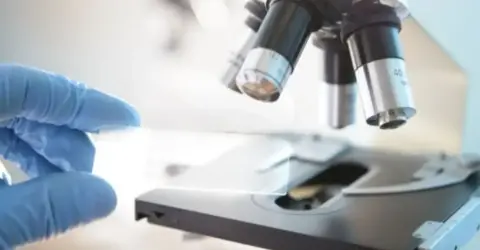 Criado primeiro rato com dois progenitores do mesmo sexo que atinge ...