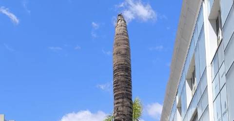 Raimundo Quintal solidário com as palmeiras e crítico com a Câmara do ...